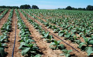 16 000 hectares under irrigated tobacco this year - ZBC NEWS