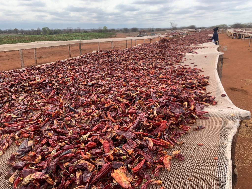 Paprika processing plant for Mwenezi - ZBC NEWS