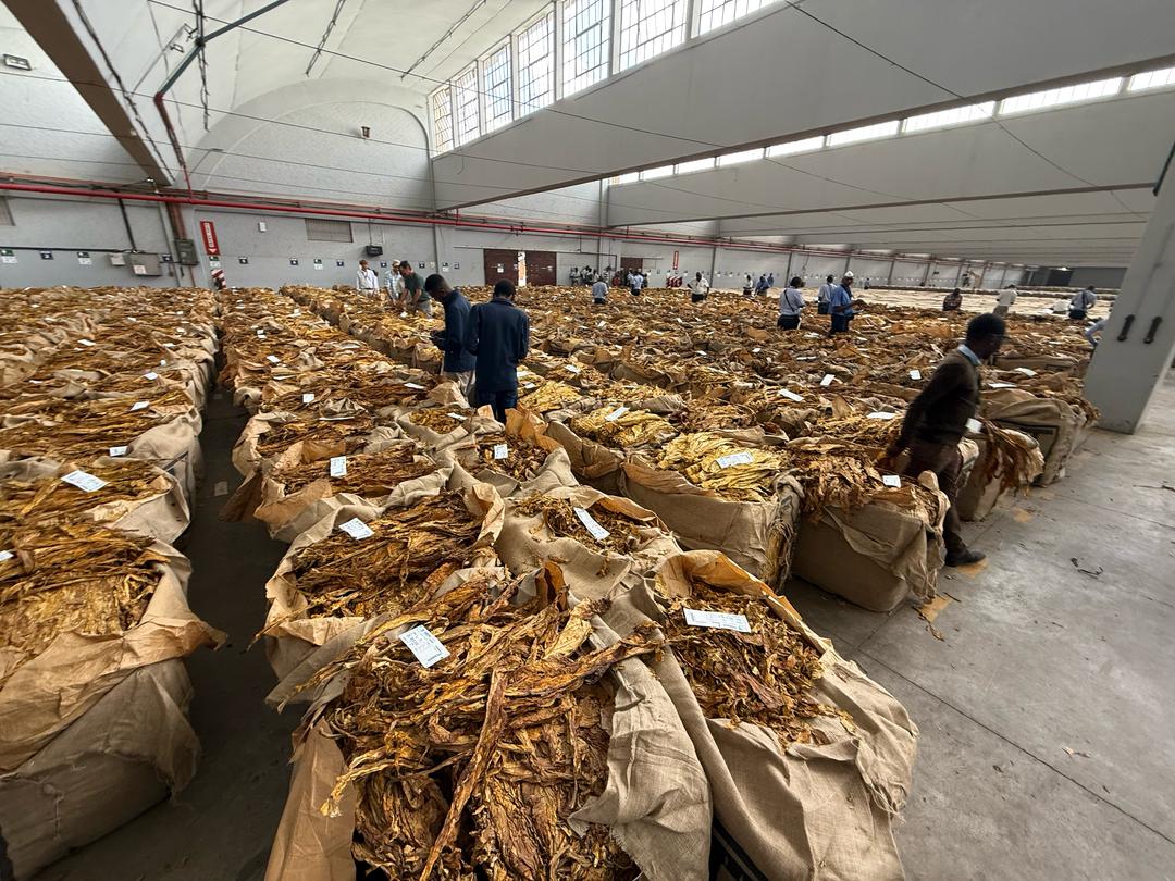 Tobacco sales surpass US$100 million as prices remain strong - ZBC NEWS