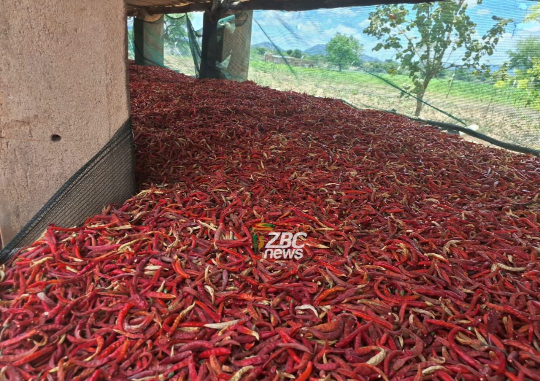 Gororo irrigation scheme boosts Chivi farmers’ incomes and food ...