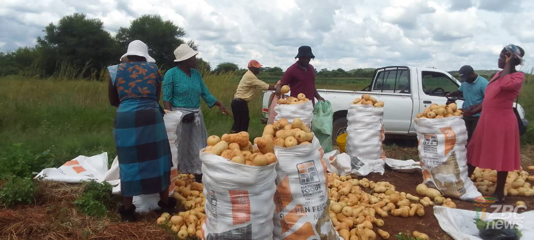 Lower Gweru irrigation scheme targets export market - ZBC NEWS