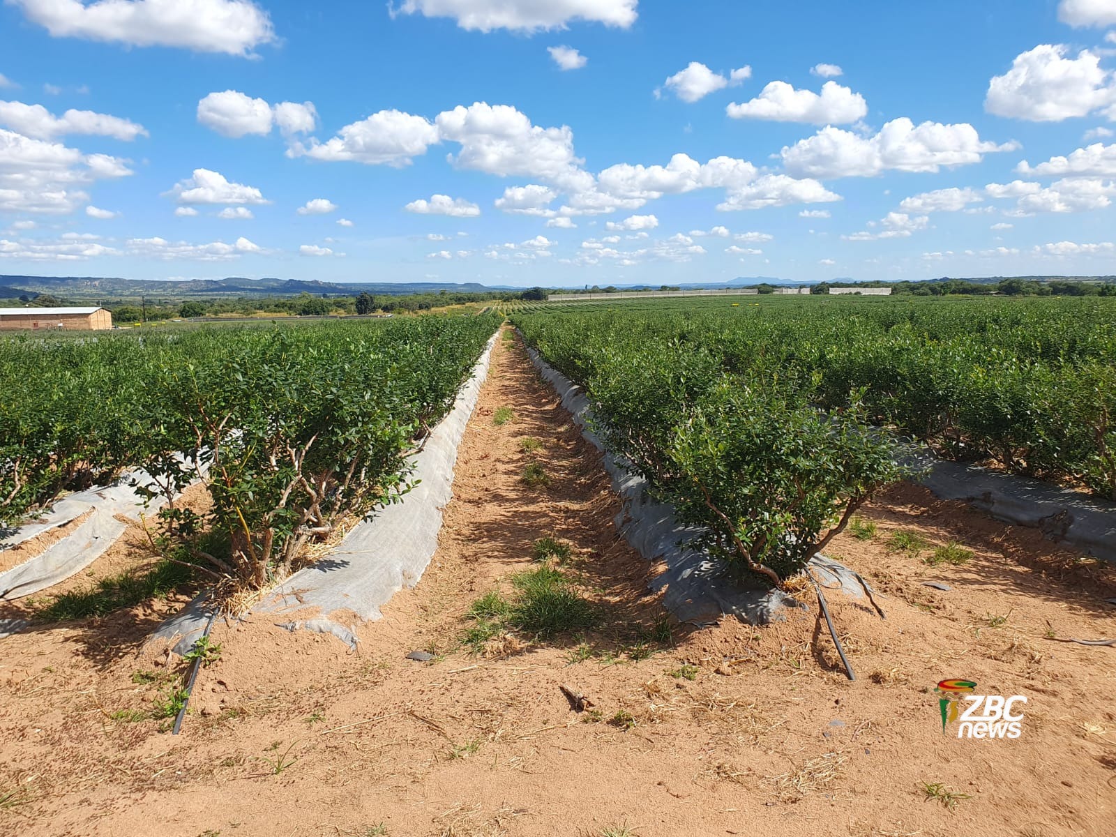 Zimbabwe targets global market growth with blueberry expansion - ZBC NEWS