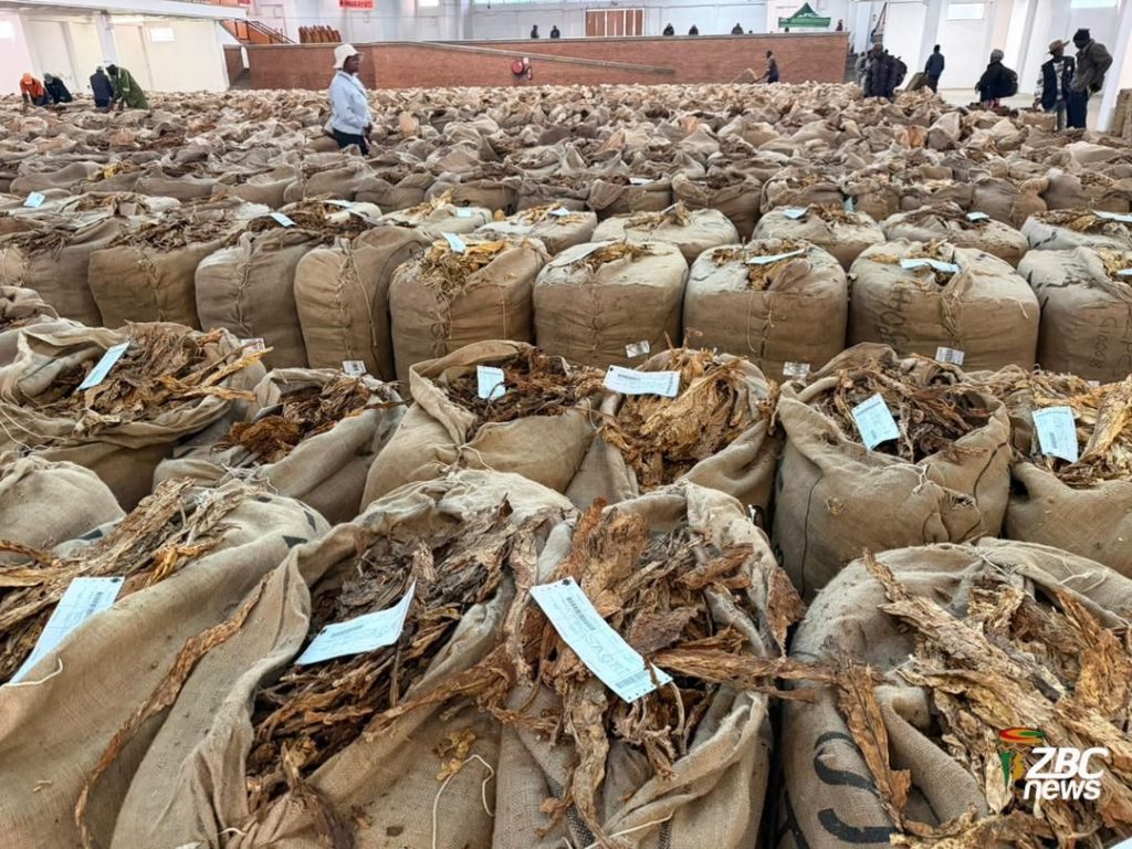 Tobacco expansion into Matabeleland gains ground as Bulawayo floors ...
